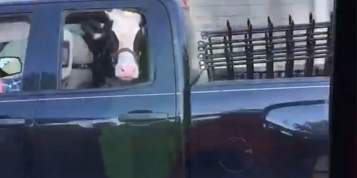 A cow rode shotgun in a pickup so we've seen it all now - It's a ...