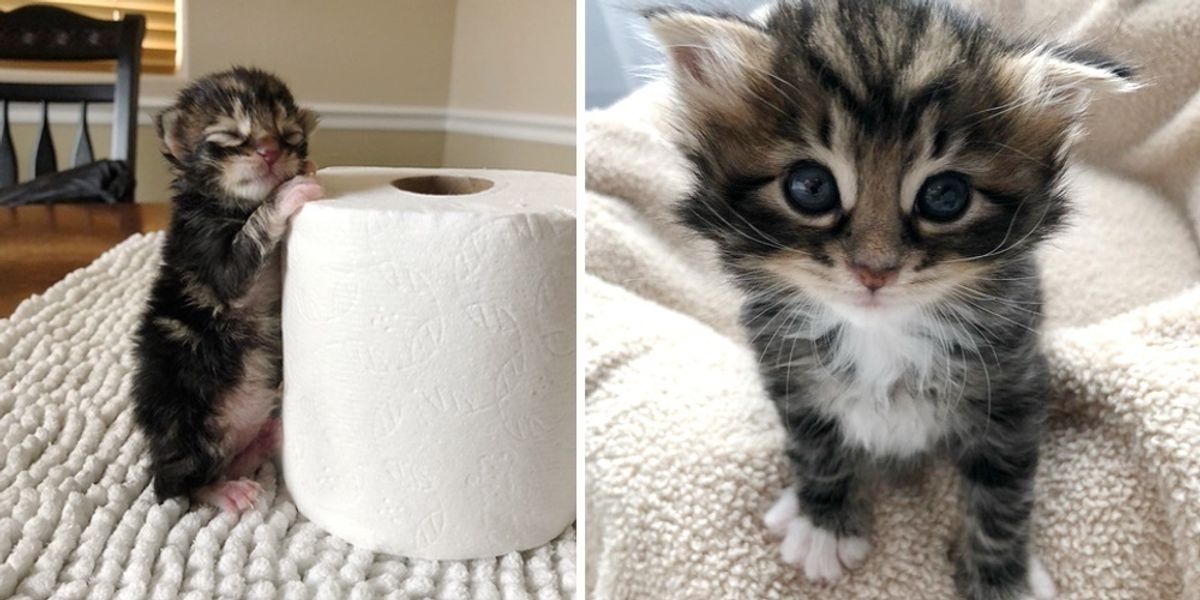 Kitten Found Abandoned in a Bush Just Hours Old, Has Her Life Turned ...