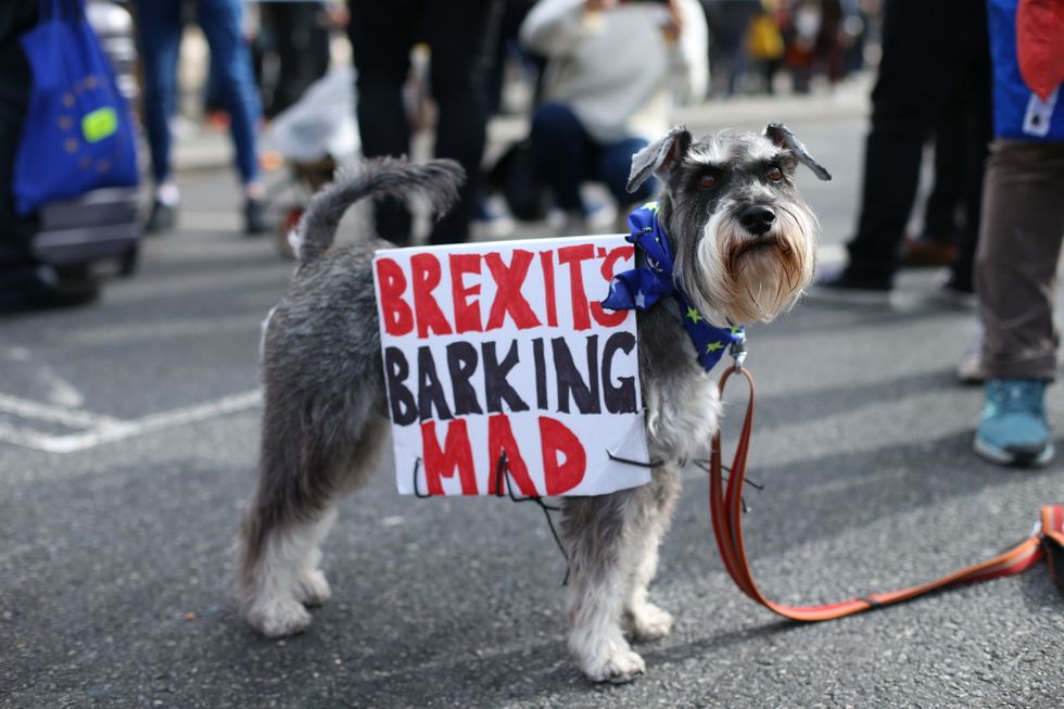 Hundreds of Dogs Marched in London to Protest Brexit - PAPER Magazine