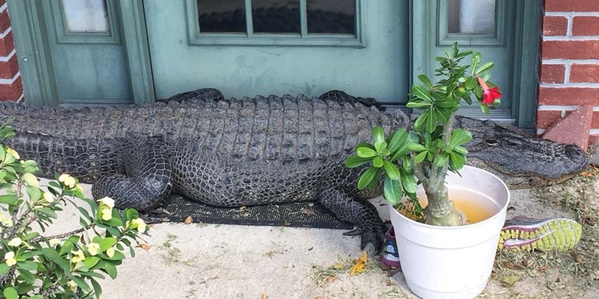 Alligator takes a breather on porch on welcome mat outside a Louisiana ...