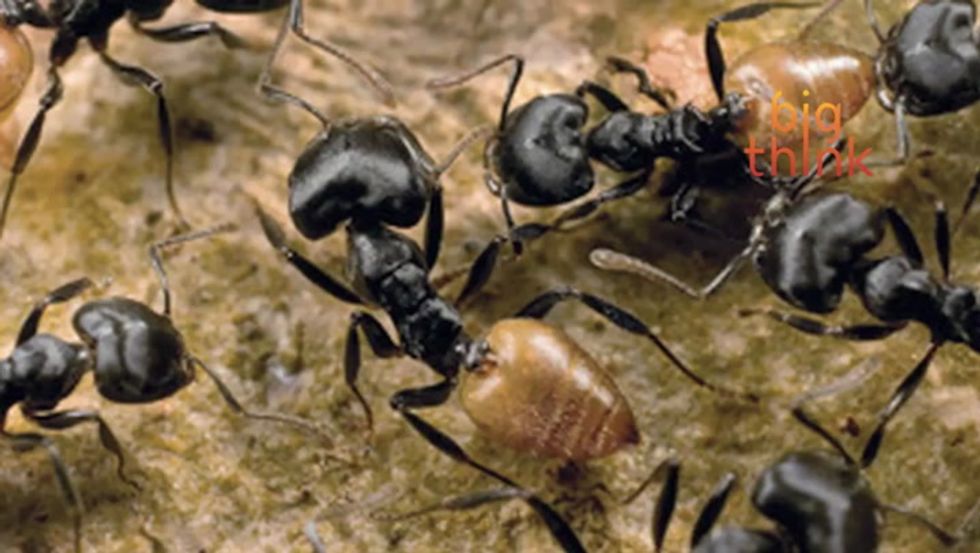 How Ants and Humans Are Alike - Big Think