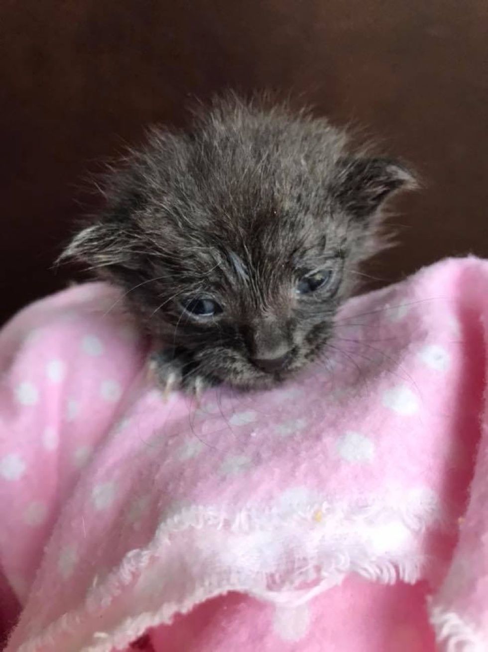 Woman Saves Abandoned Kitten from Mobile Home Park While Others Just ...