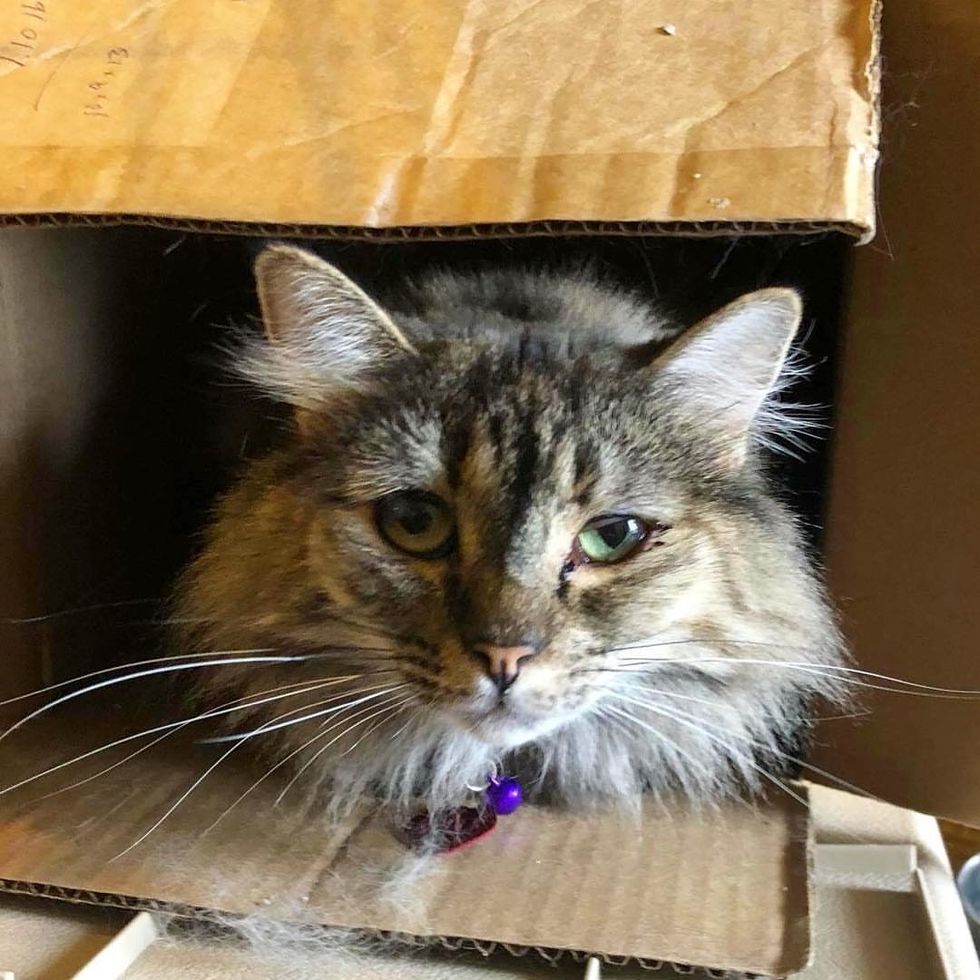 Rescuers Save 15 Cats and 21 Dogs From Shelter Threatened by Hurricane ...