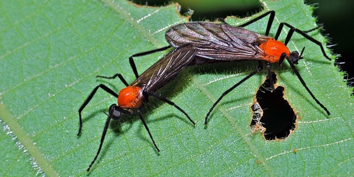 Love bug season is here, and Twitter is already abuzz - It's a Southern ...