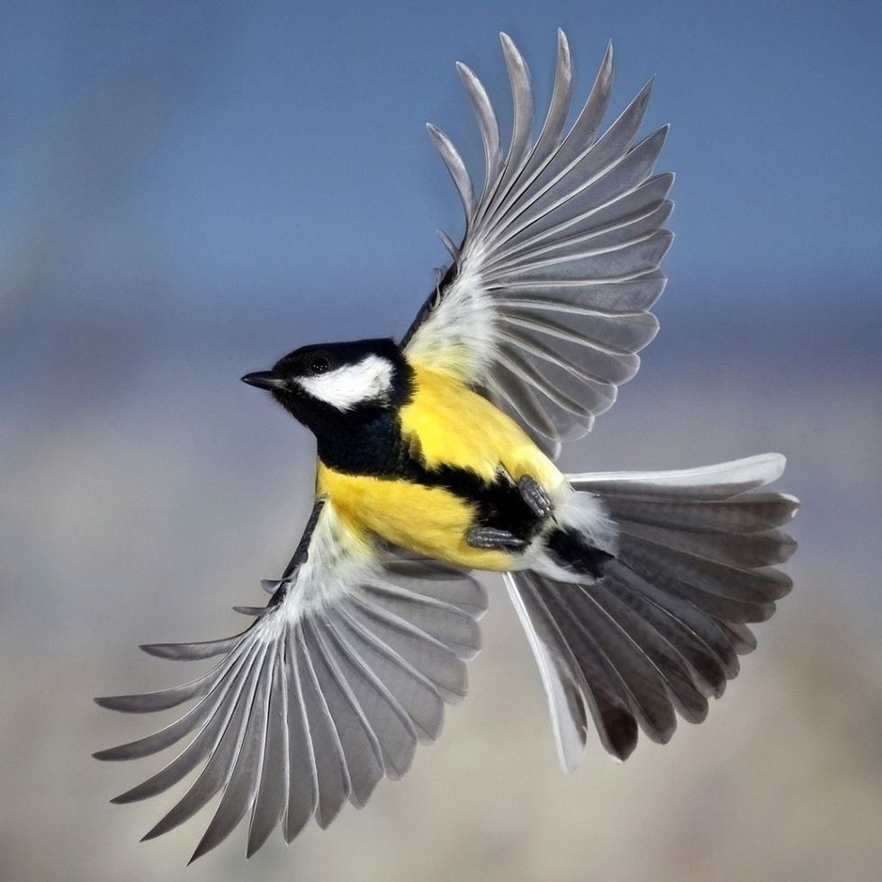 Animals And Zodiac Signs