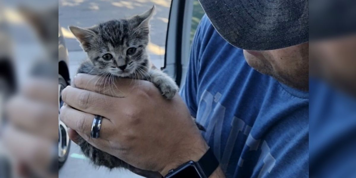Man Spent 2 Days Rescuing Kitten and Reunited Her with 8 Other Kitty ...