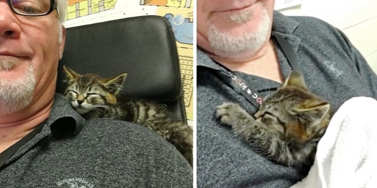 Man Saves Kitten Stuck on Busy Road While Others Keep Driving by - the ...
