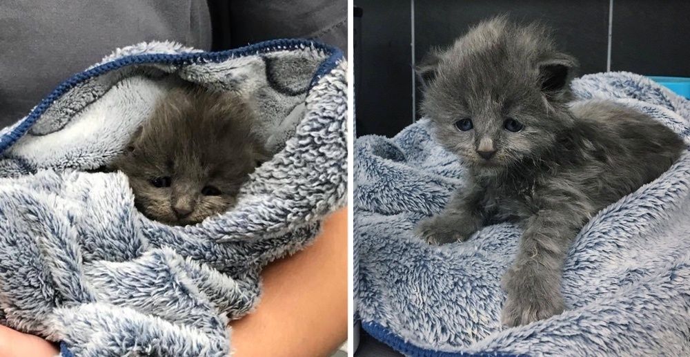 Rescuers Save Sad Kitten from Shelter and Turn Her Life Around - Love Meow