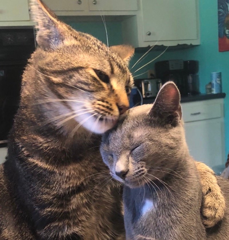 NS.Heartwarming moment: The cat wrapped its arms around the rescued ...