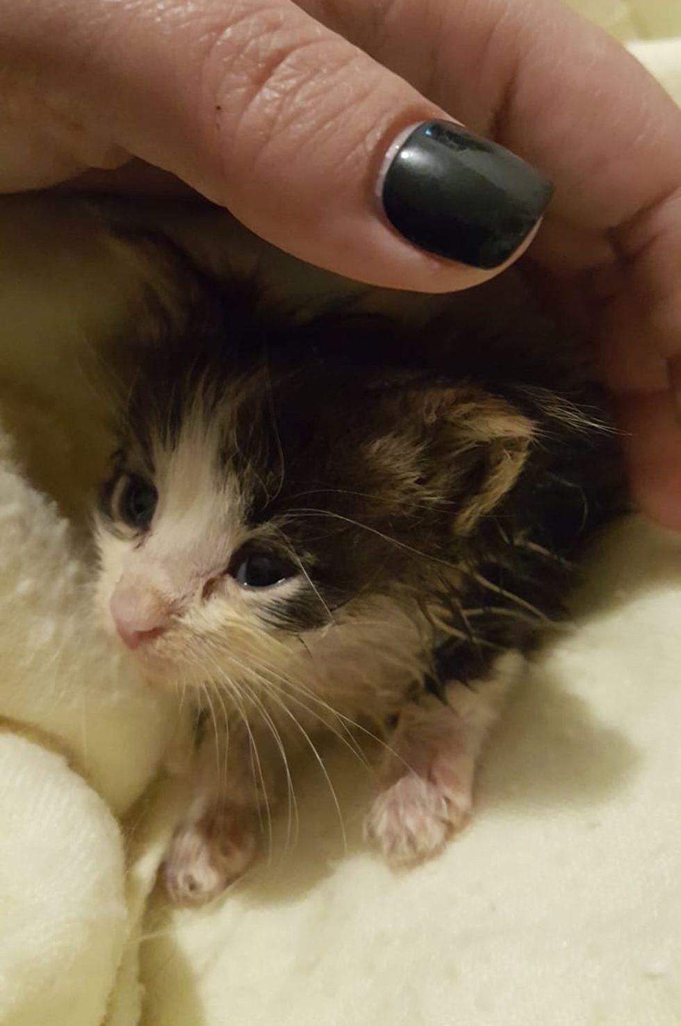 Woman Fought to Save Small Kitten from the Brink - He's Still Tiny But ...