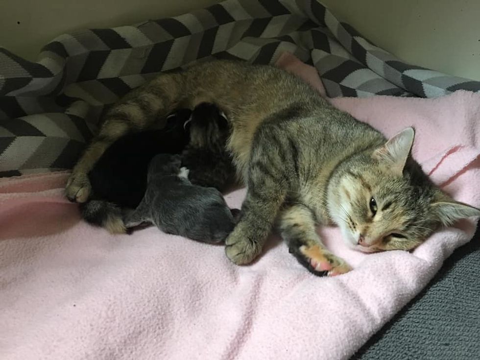 Stray Cat Gets Help Just In Time So Her Kittens Can Be Safe - Love Meow