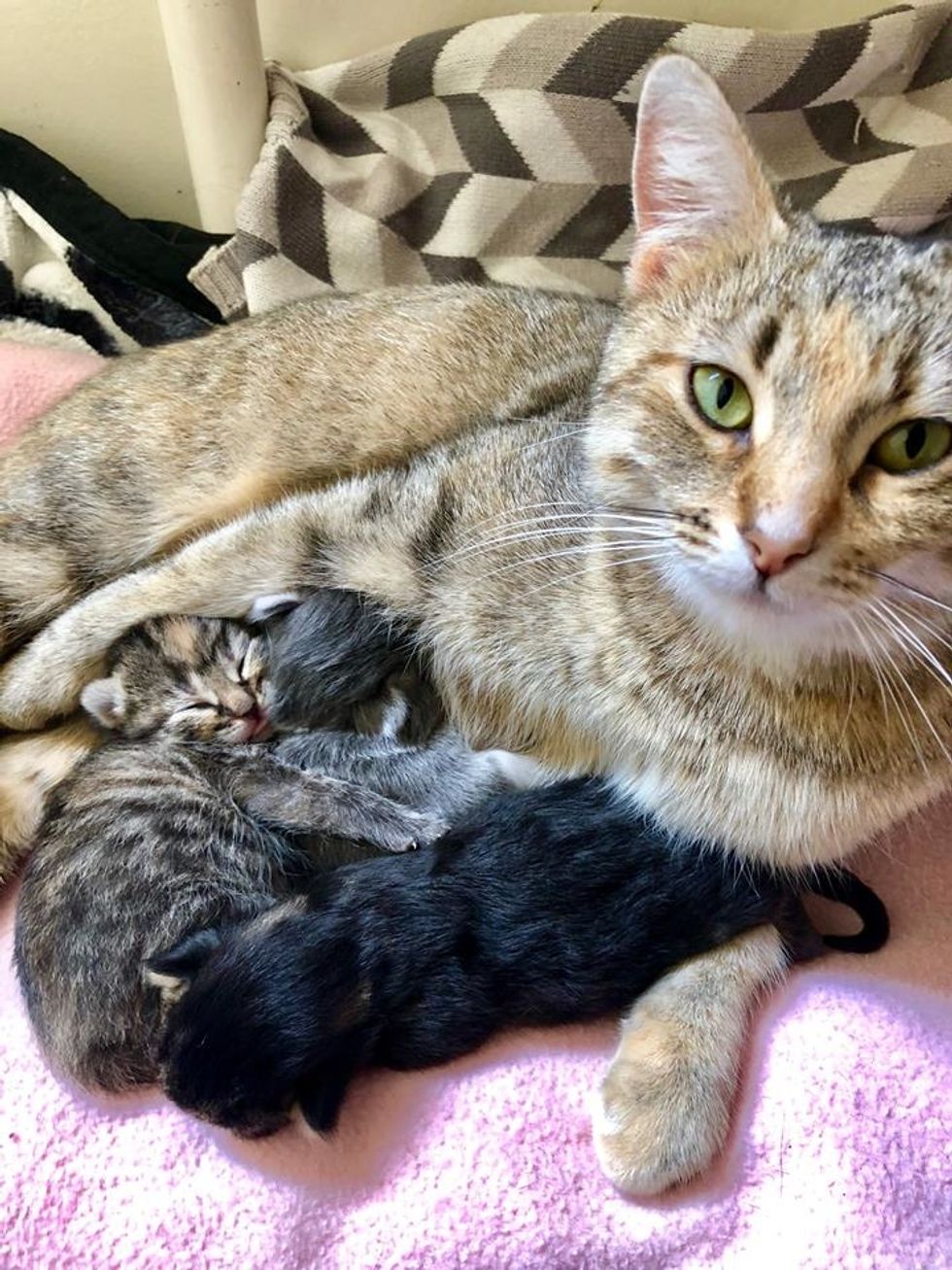 Stray Cat Gets Help Just In Time So Her Kittens Can Be Safe - Love Meow