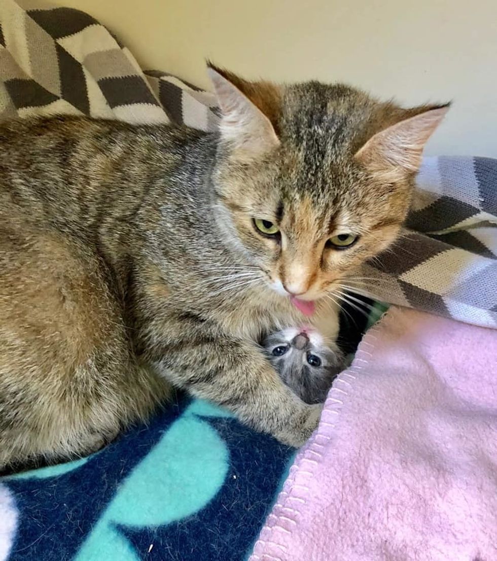 Stray Cat Gets Help Just In Time So Her Kittens Can Be Safe - Love Meow