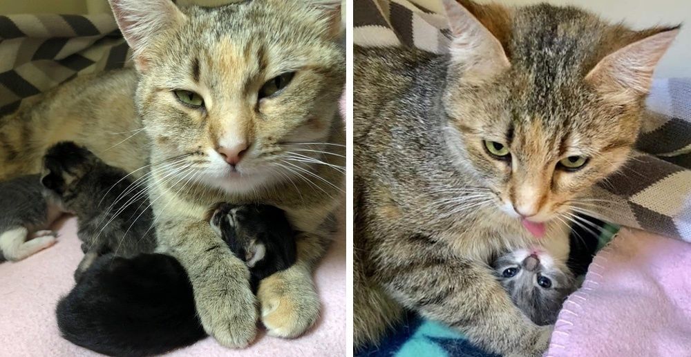 Stray Cat Gets Help Just In Time So Her Kittens Can Be Safe - Love Meow