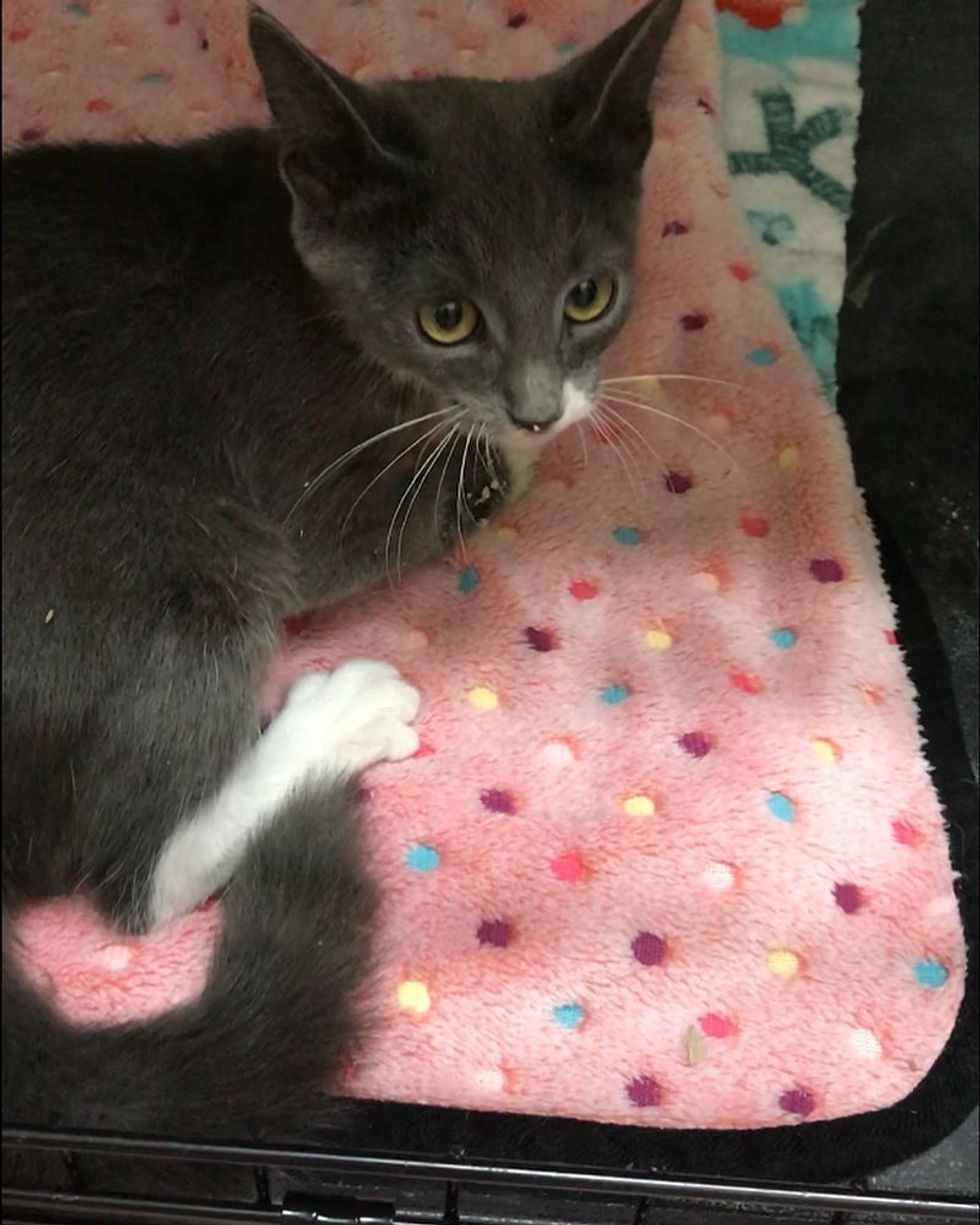 Woman Helps Stray Kitten Walk Again, the Kitty Clings to Her Everywhere ...