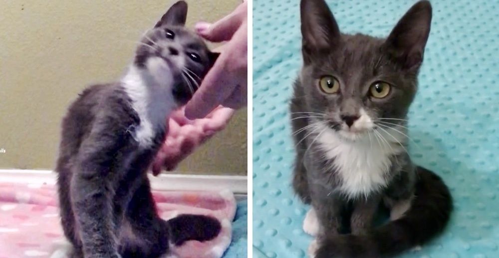 Woman Helps Stray Kitten Walk Again, the Kitty Clings to Her Everywhere ...
