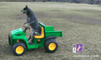 Different Types Of Best Friends You Have, If They Were Dog Breeds