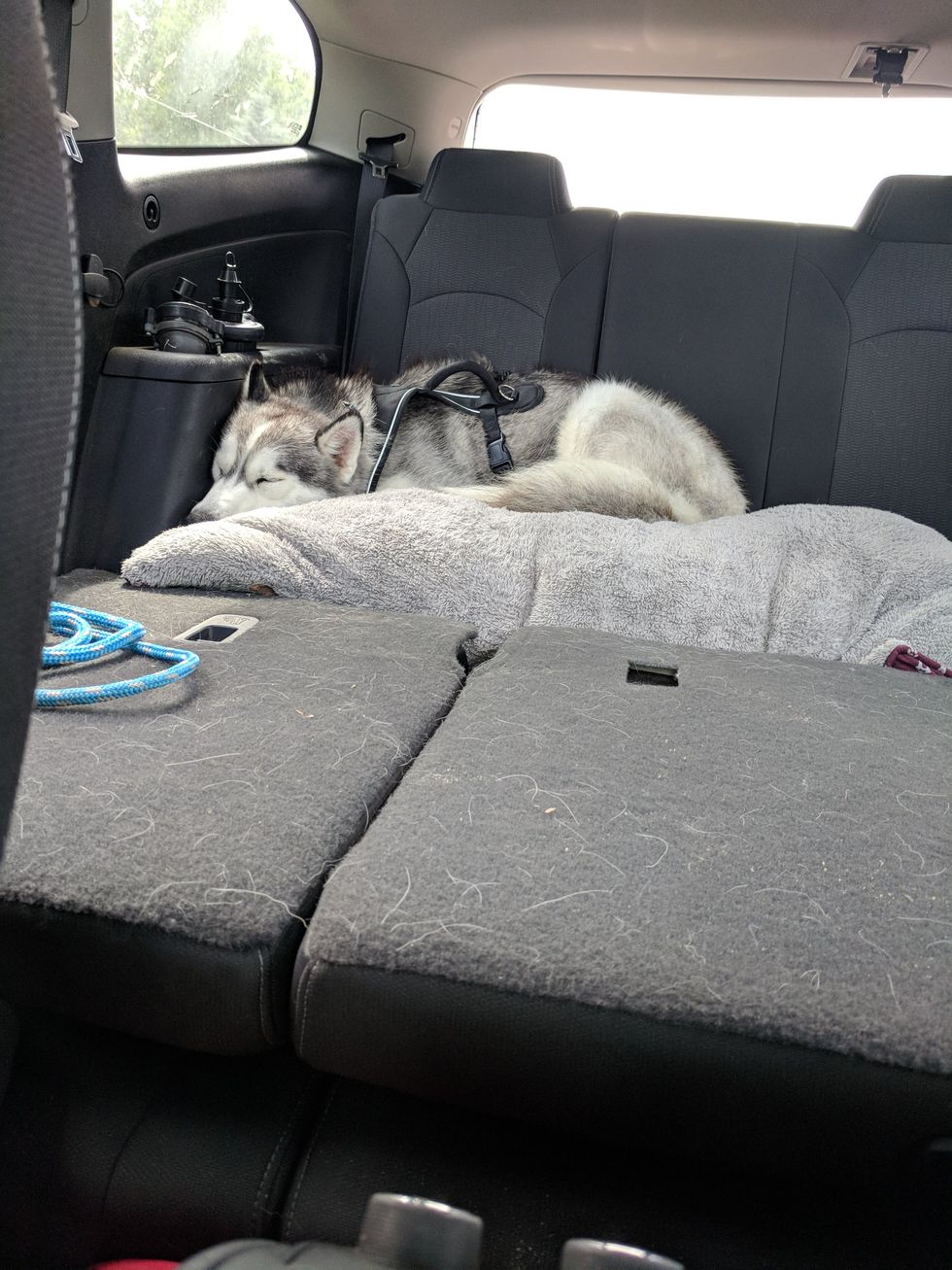 9 Reasons You Should Get Yourself A Husky