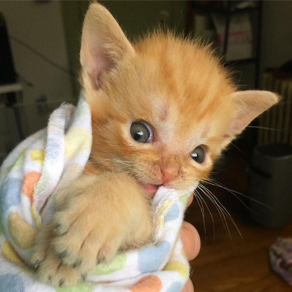Kitten Saved from Streets Became Smallest Kitty to Receive Life-saving ...