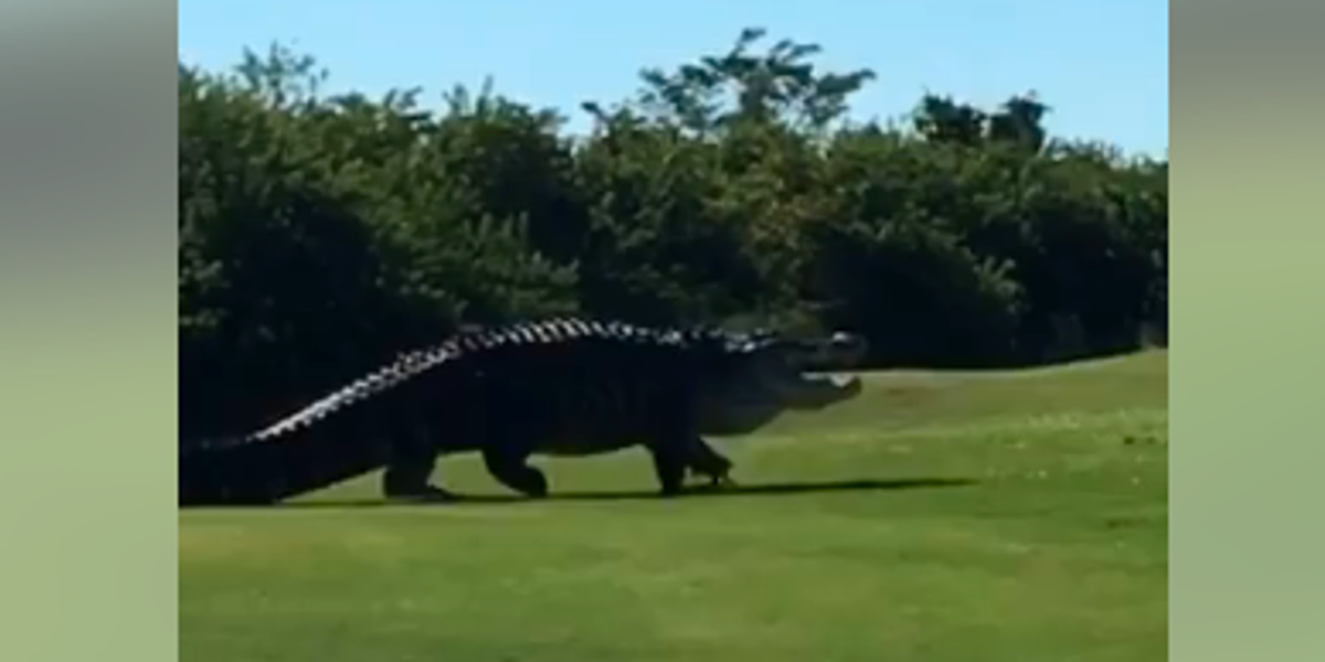 This massive gator at a Florida golf course is so enormous that it ...