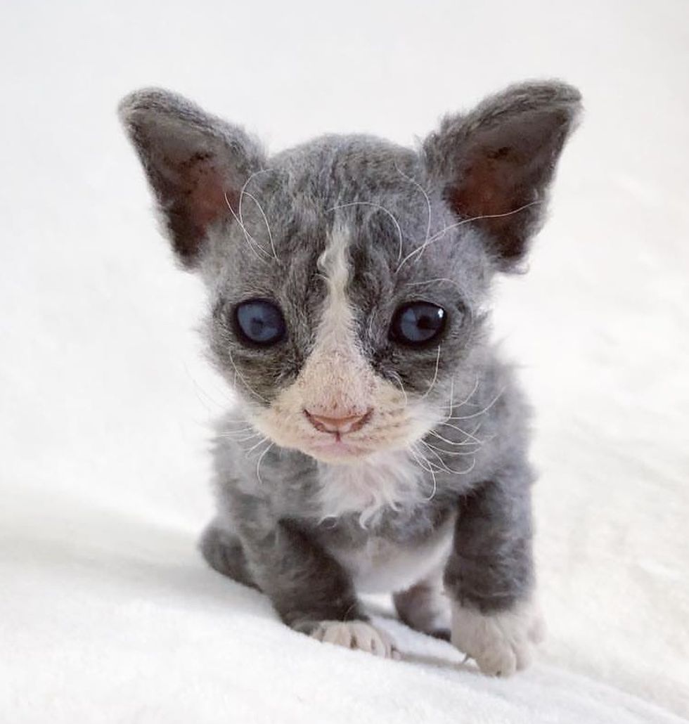 Rescued Kitten with Face Like Plush Toy, Won't Leave Woman After She ...