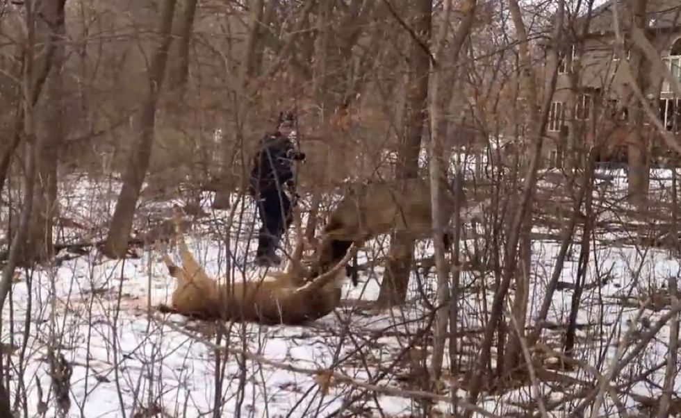 Their Antlers Tangled Together, the Pair of Bucks Appeared to be ...