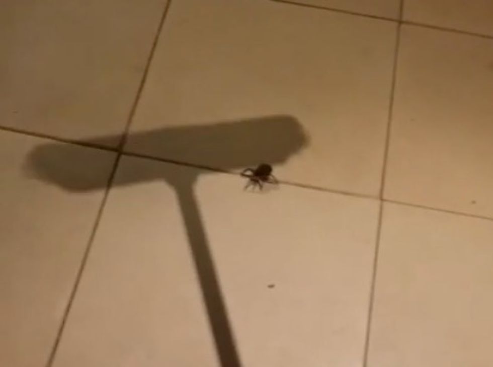 Video: He squashes a ‘huge wolf spider’ with a broom, gets nightmarish ...