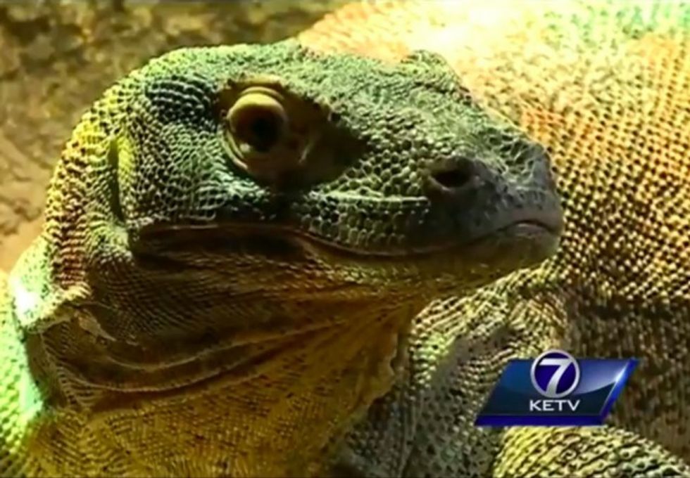 Deadly Komodo Dragon Bites Nebraska Zookeeper - TheBlaze