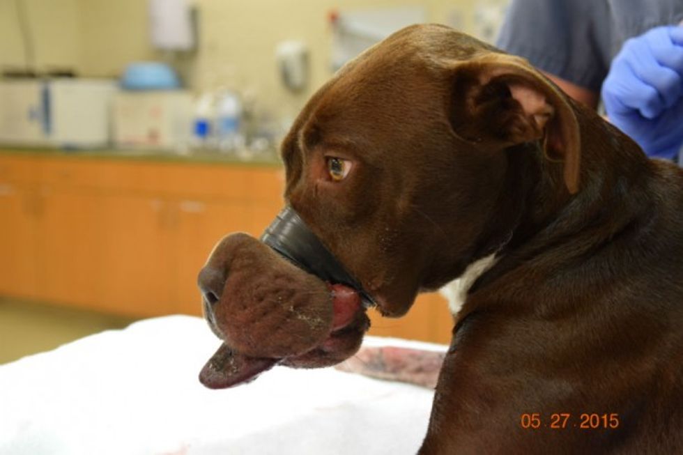 Now-Famous Dog Subjected to Disgusting Abuse Finally Gets Some Justice ...