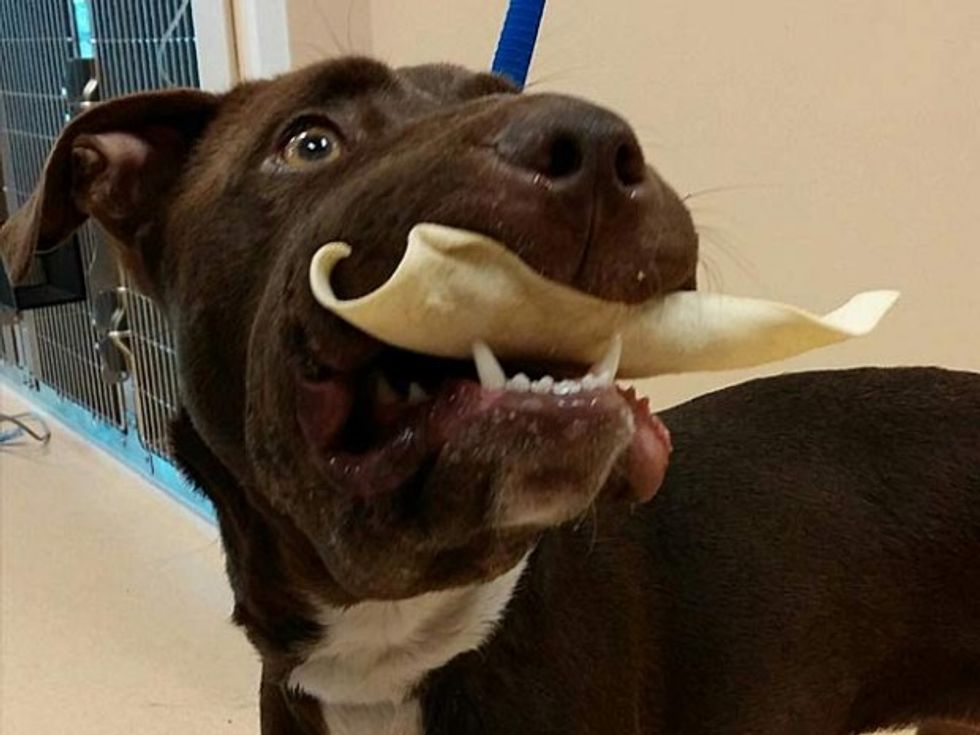 Now-Famous Dog Subjected to Disgusting Abuse Finally Gets Some Justice ...