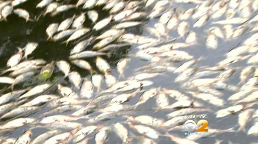 Mysterious Death of Thousands of Fish Plagues New York River - TheBlaze