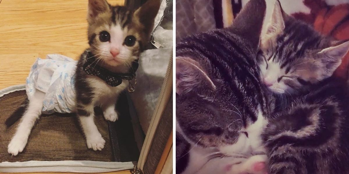Kitten Who Lost Use of Back Legs, Now Moves Faster Than Other Cats and ...