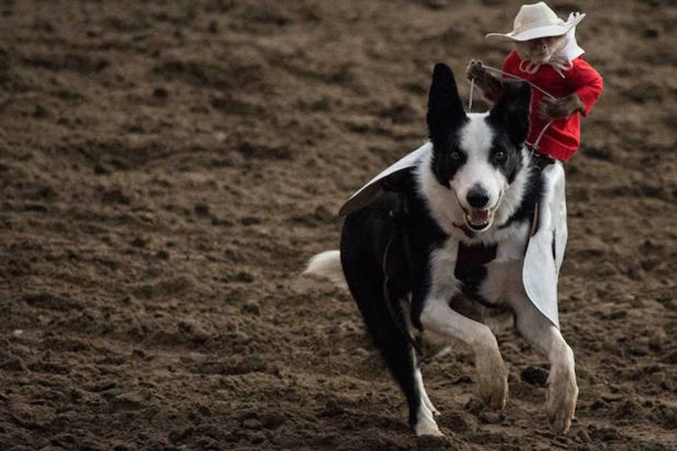 Yes, That is a 'Cowboy Monkey' Riding a Dog and Herding Sheep - TheBlaze