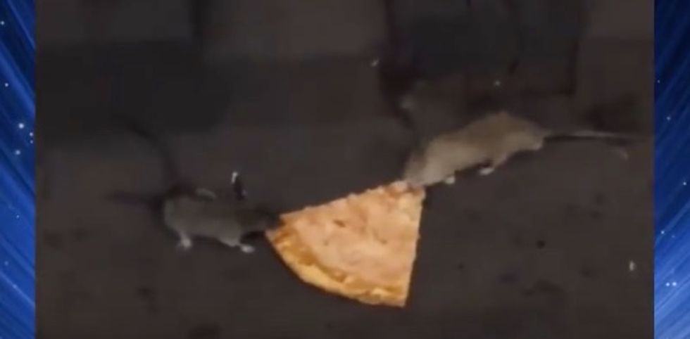 Forget 'Pizza Rat' — NYC presents two subway rats fighting over a slice ...