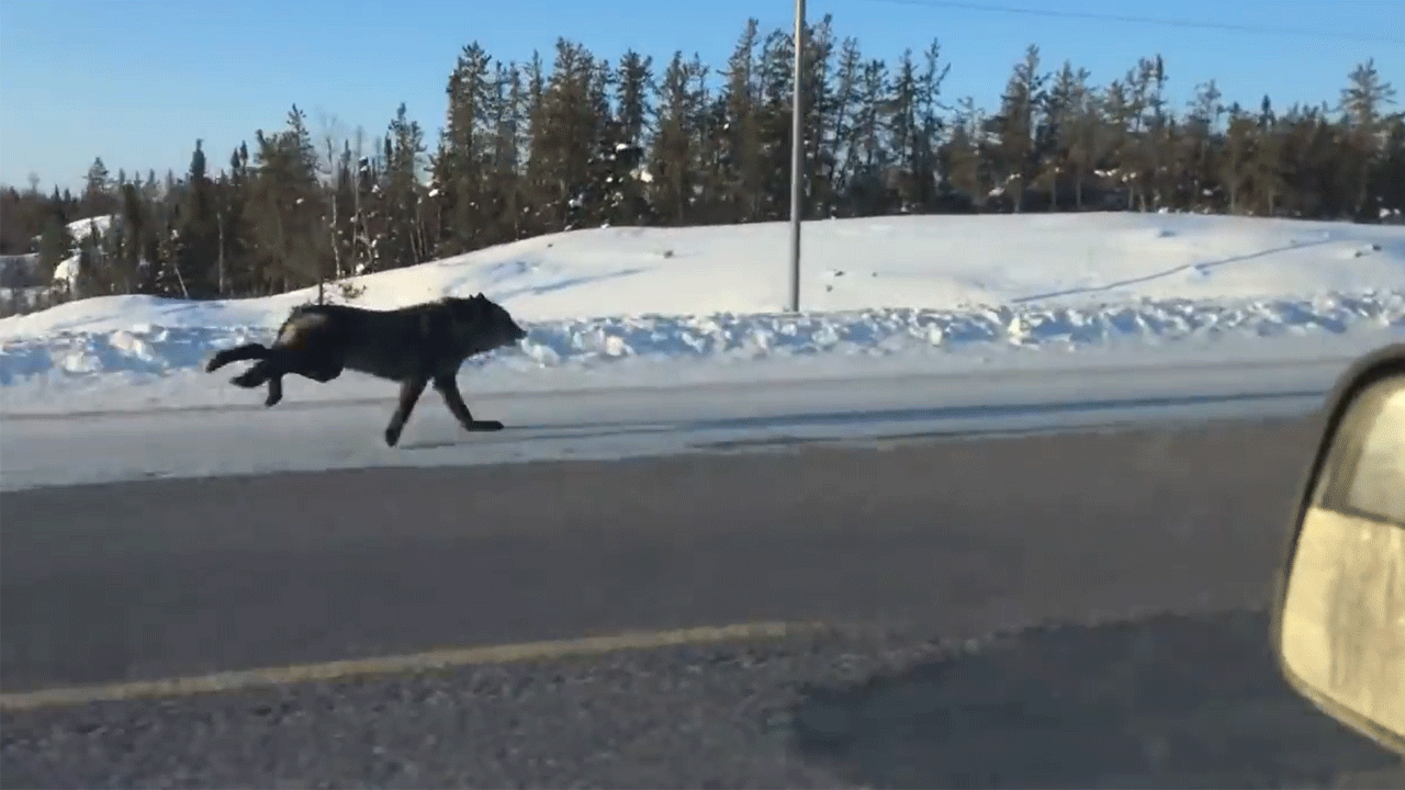 Watch: See what happens when wild wolves race a car on Canadian highway ...