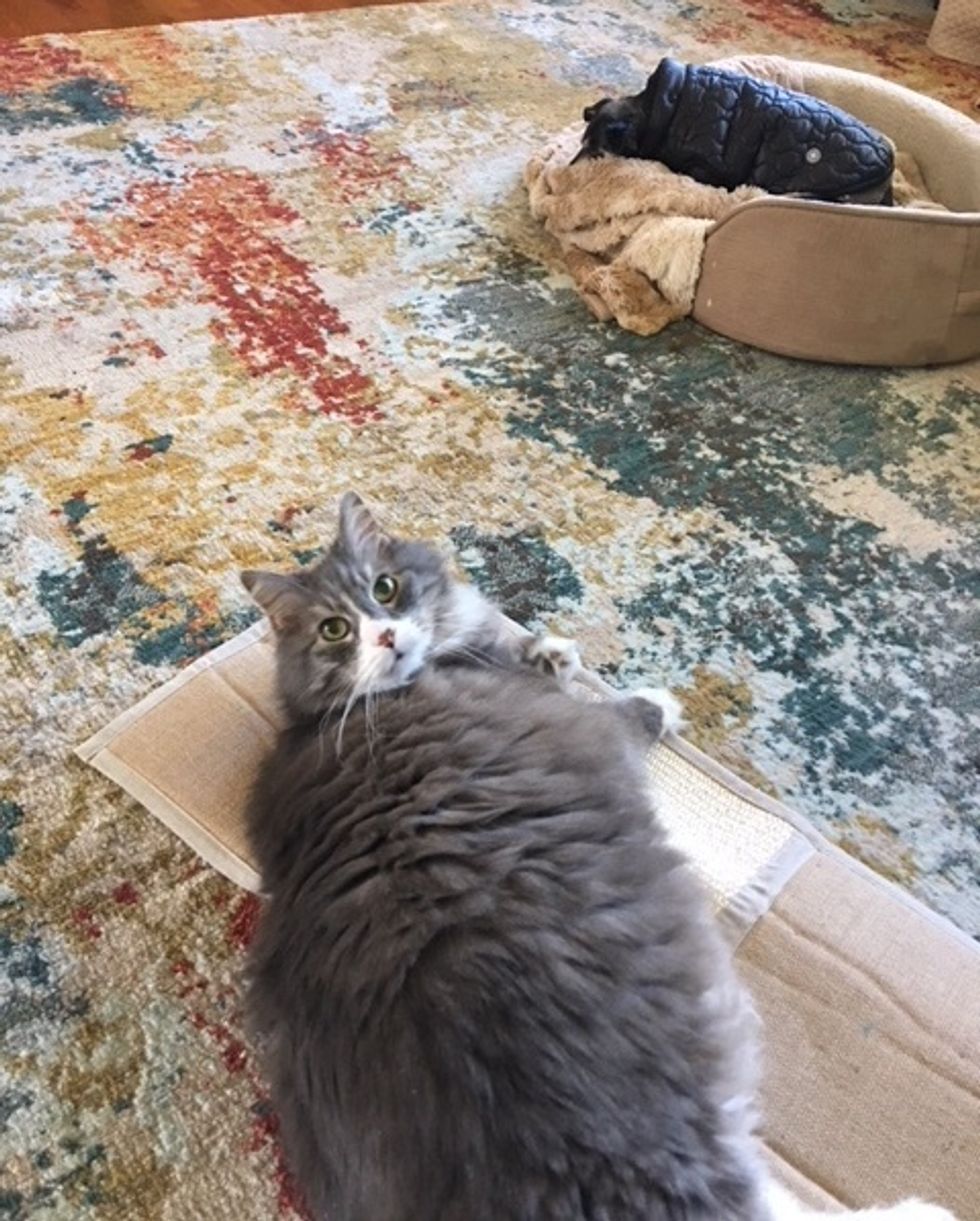 Office Cat Lost His Job But Found Home to Spend His Golden Years - Love ...