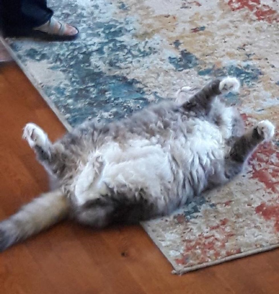 Office Cat Lost His Job But Found Home to Spend His Golden Years - Love ...