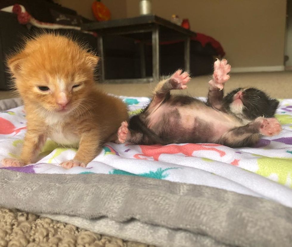 Kitten Brother and Sister Keep Each Other Alive Until They are Saved ...