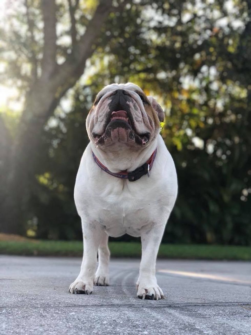 6 Reasons Everyone Needs An English Bulldog In Their Life