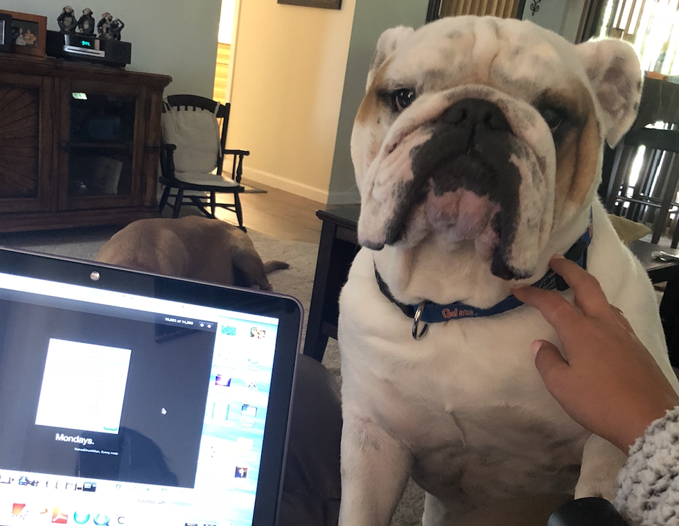6 Reasons Everyone Needs An English Bulldog In Their Life