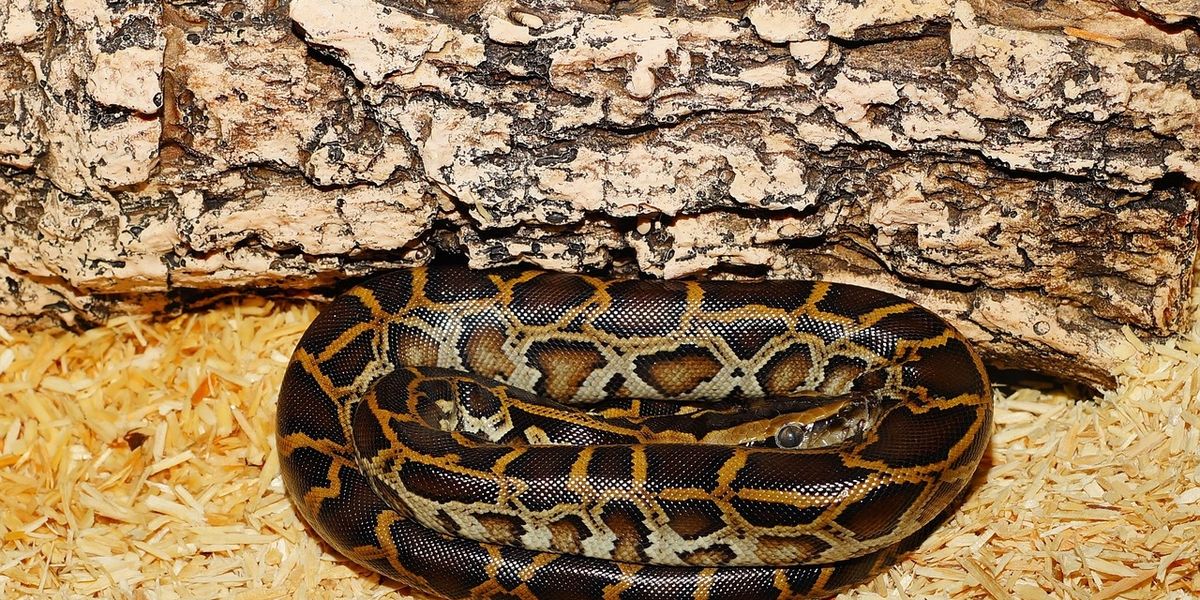 A 17-foot, 120-pound python was caught in Florida this week - It's a ...