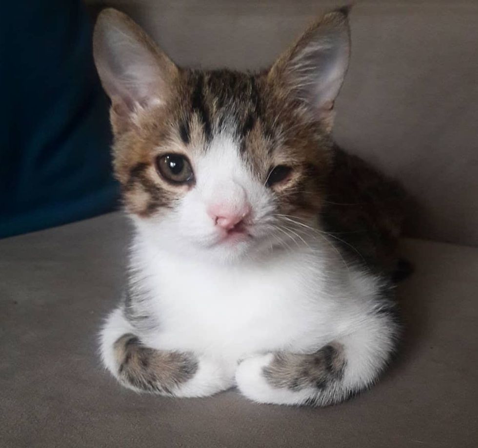 Kitten with Cleft Lip Hugs Everything He Sleeps on After He Finds ...