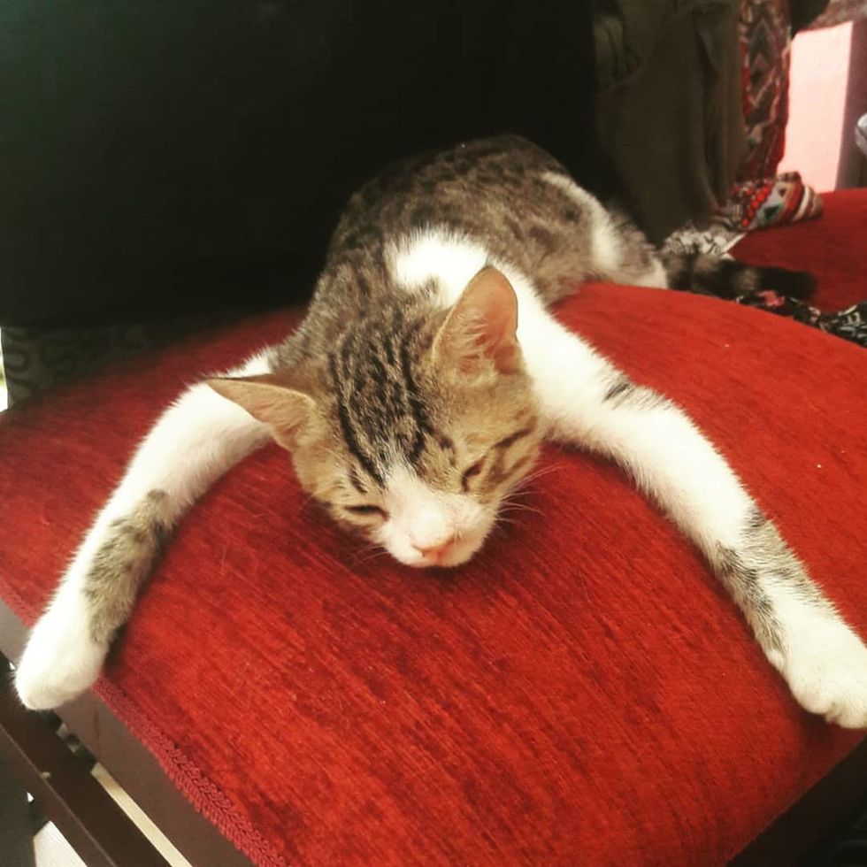 Kitten with Cleft Lip Hugs Everything He Sleeps on After He Finds ...