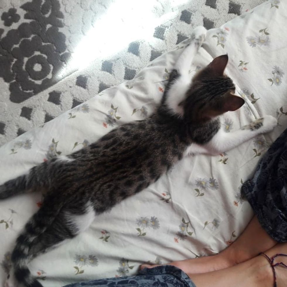 Kitten with Cleft Lip Hugs Everything He Sleeps on After He Finds ...