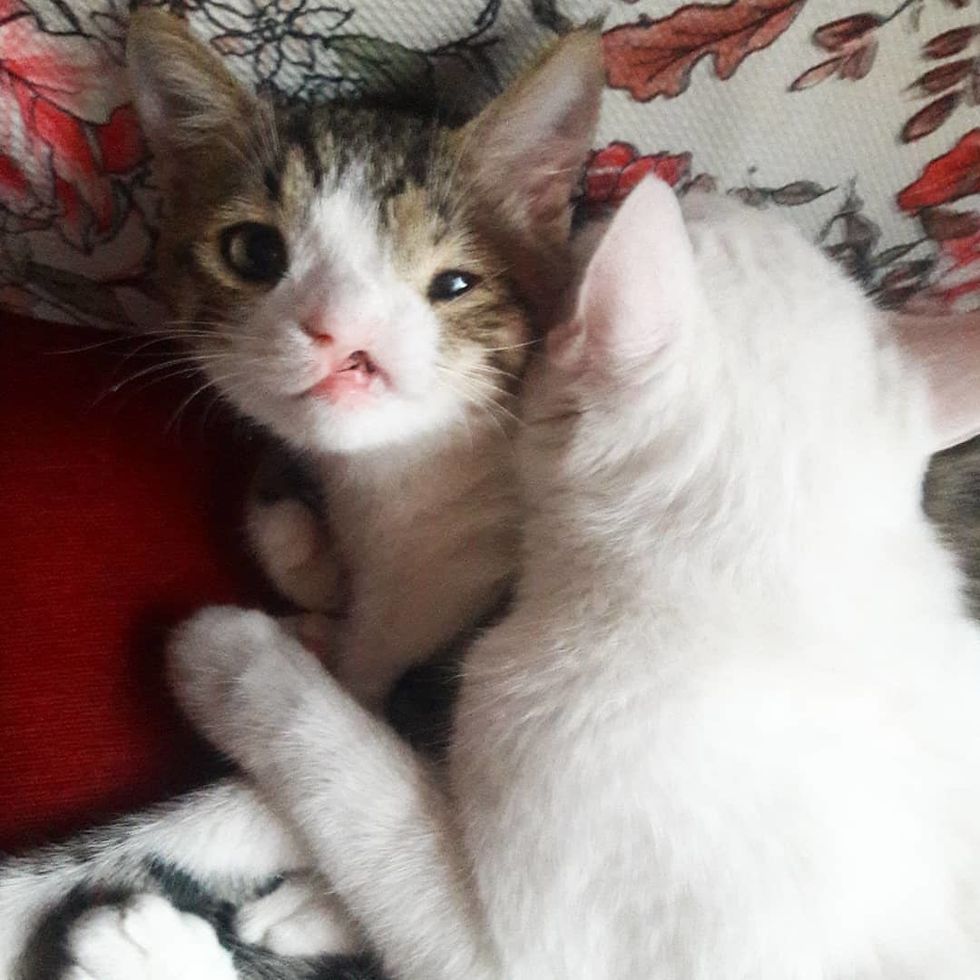 Kitten with Cleft Lip Hugs Everything He Sleeps on After He Finds ...