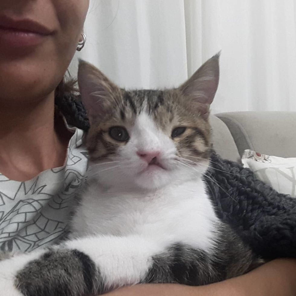 Kitten with Cleft Lip Hugs Everything He Sleeps on After He Finds ...