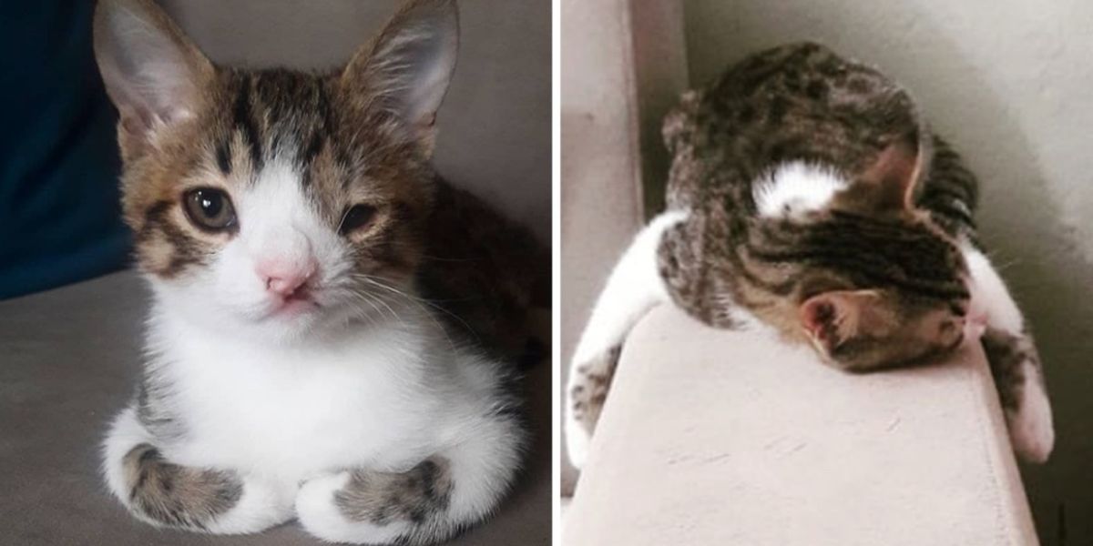 Kitten with Cleft Lip Hugs Everything He Sleeps on After He Finds ...