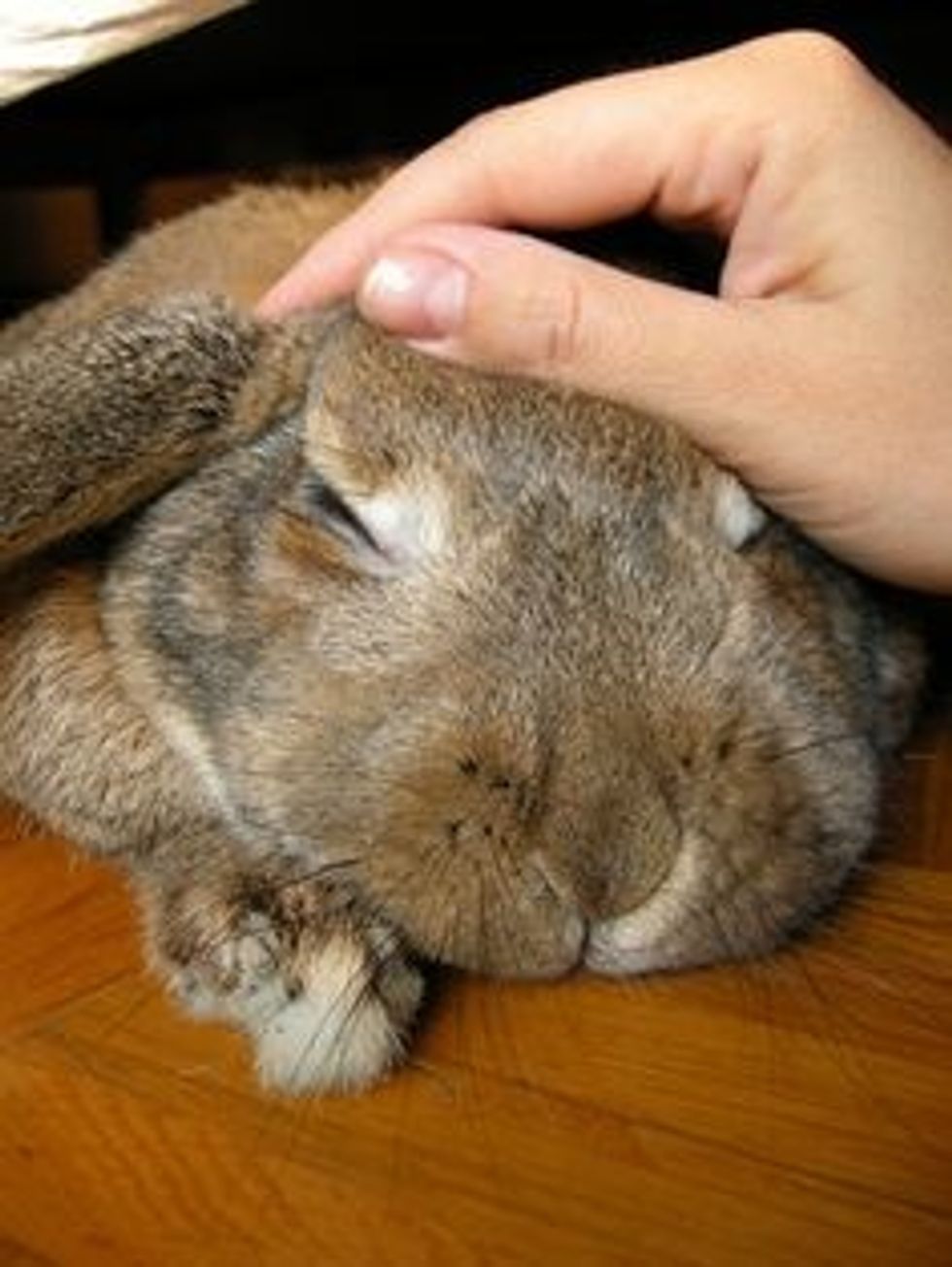 Things to know about bunnies
