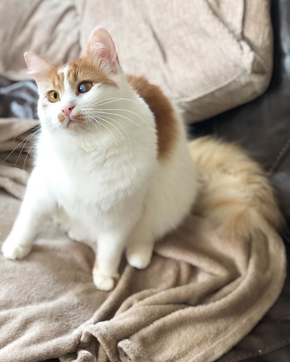 Kitten with Special Needs Couldn't Find Home Until 1 Year Later, Woman ...