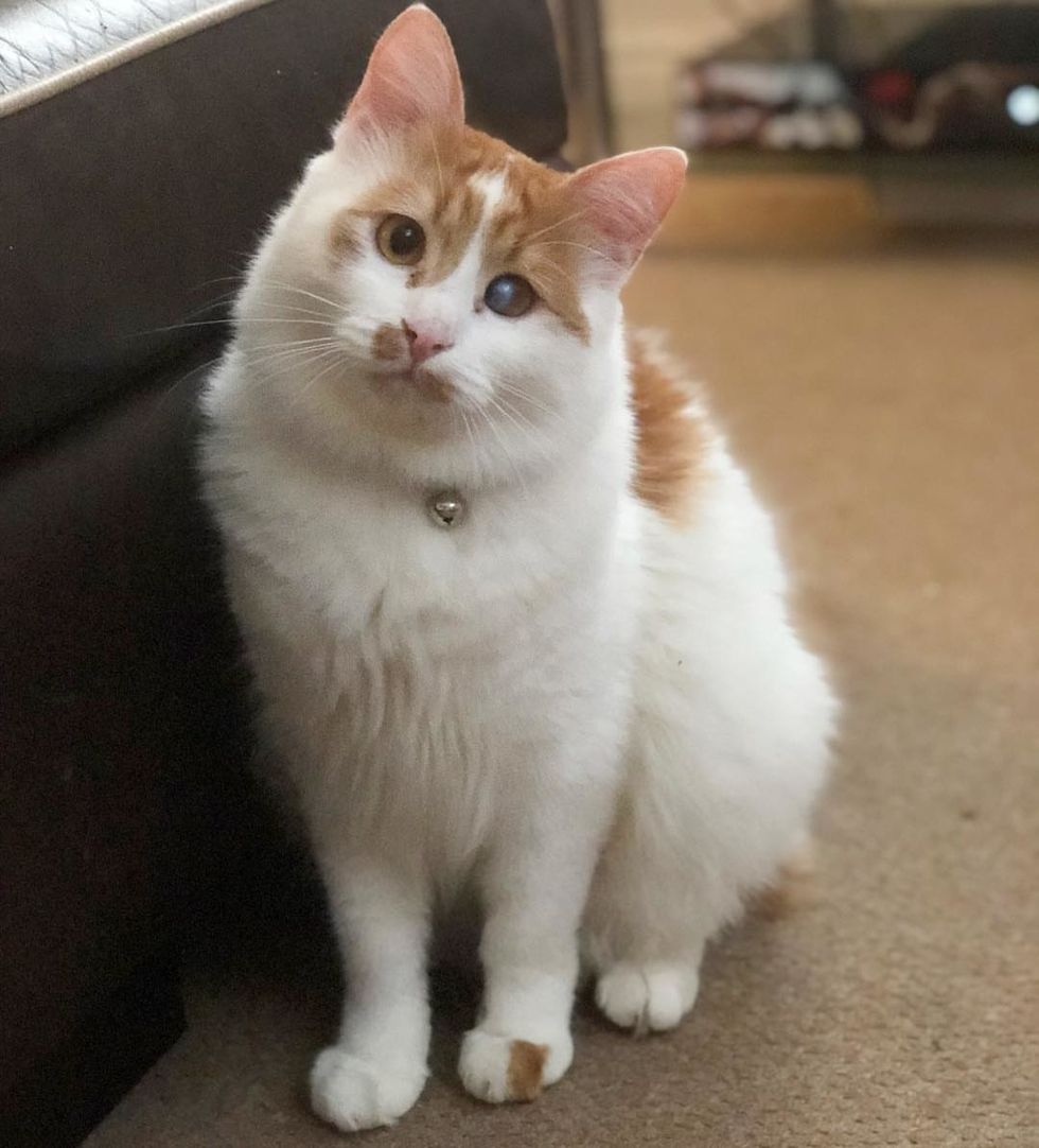 Kitten with Special Needs Couldn't Find Home Until 1 Year Later, Woman ...